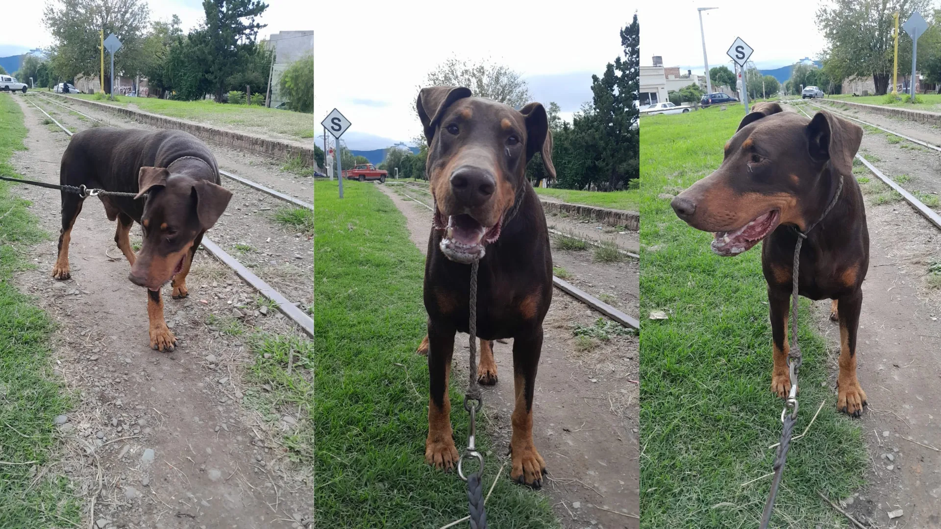 SE PERDIÓ RONKO DE 5 AÑOS Y SU FAMILIA LO BUSCA INTENSAMENTE