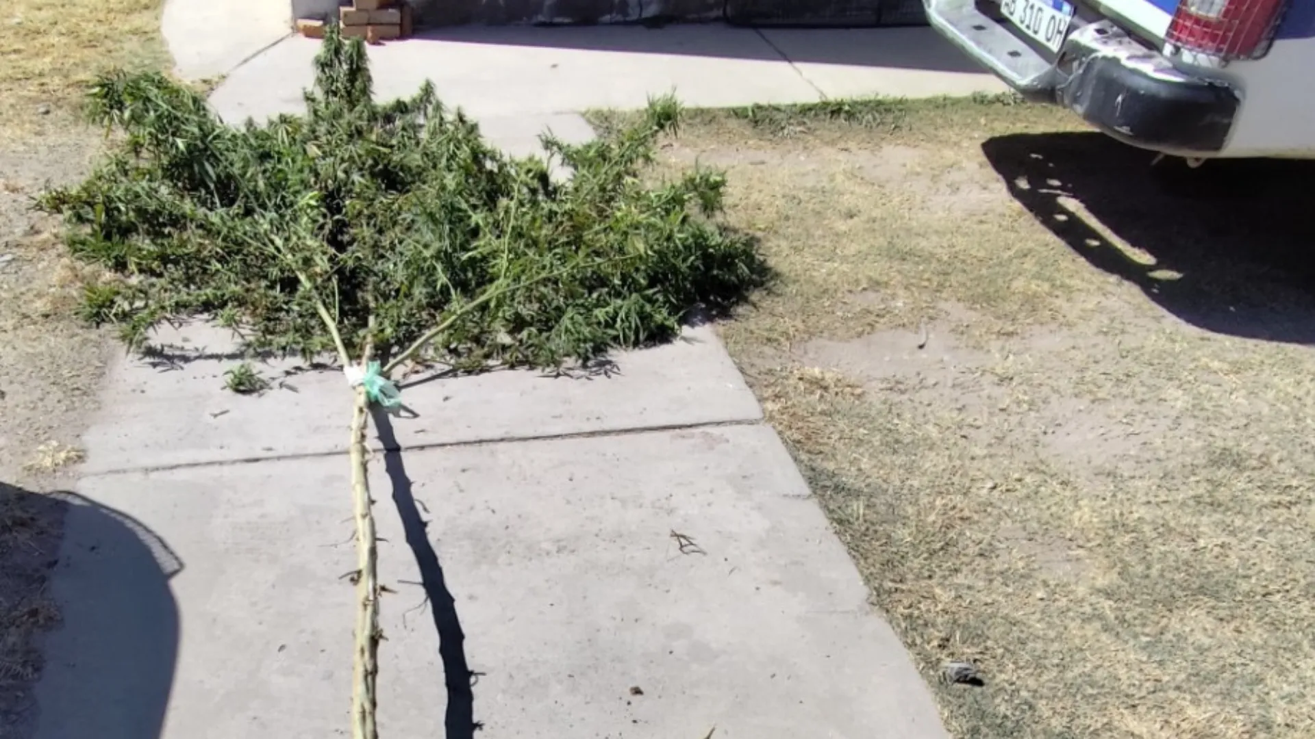 La Policía Secuestró Una Planta De Marihuana De 5 Metros En Una Vivienda